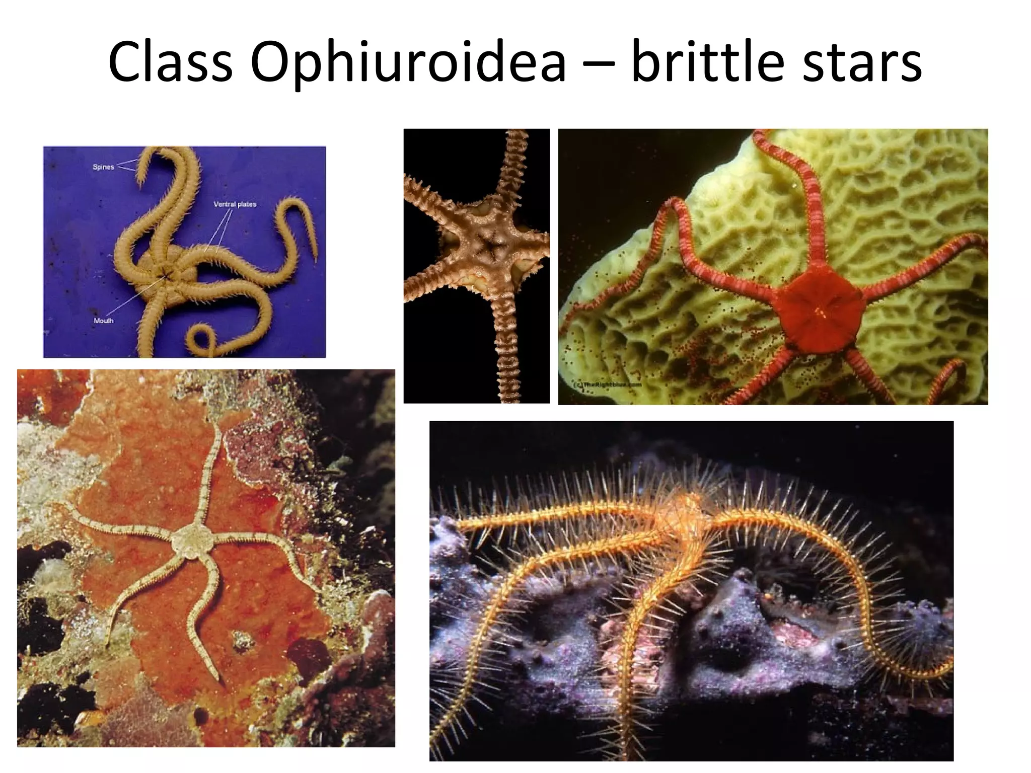 Echinoderm powerpoint | PPT