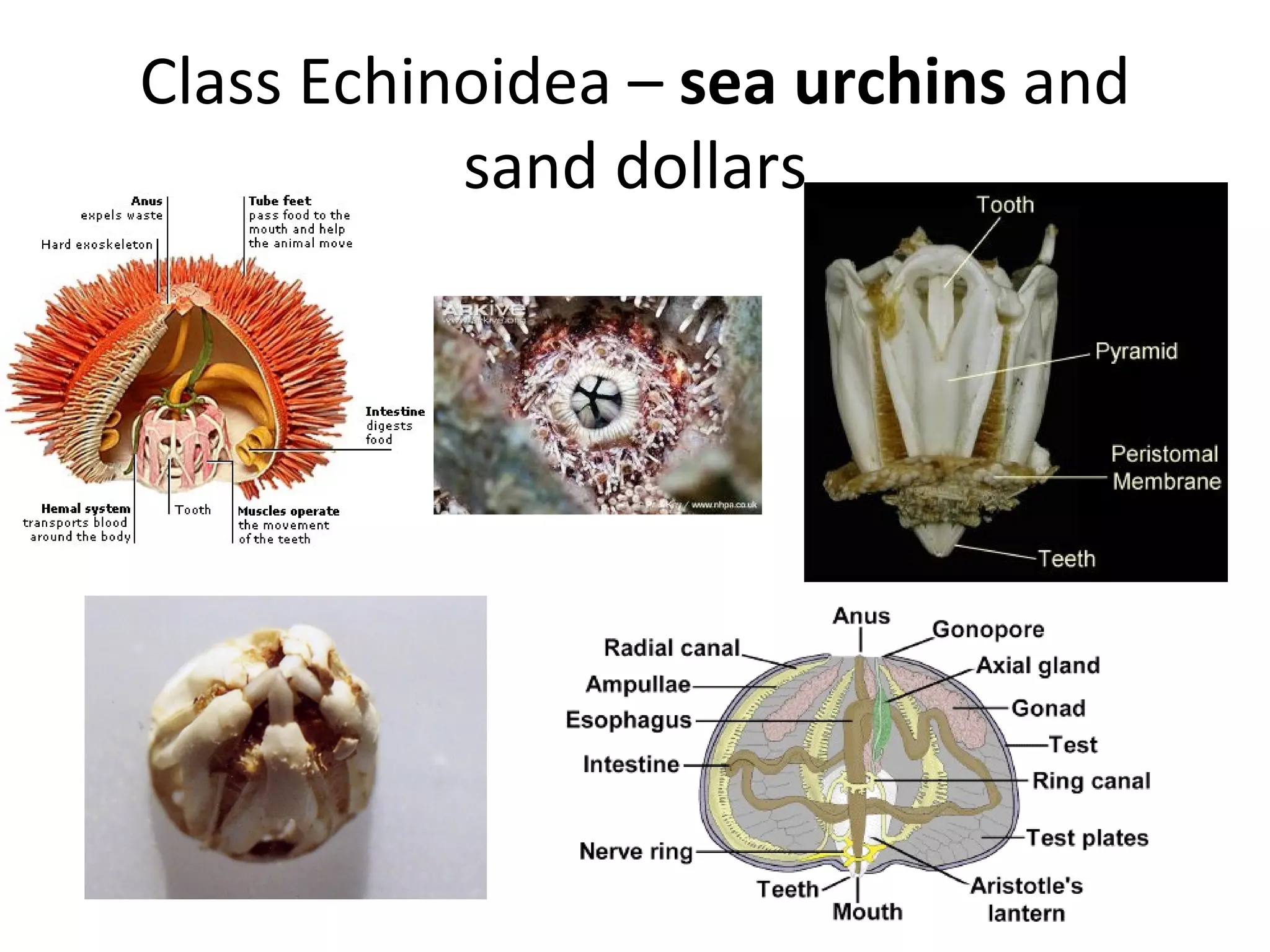 Echinoderm powerpoint | PPT