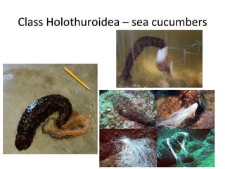 Echinoderm powerpoint | PPT