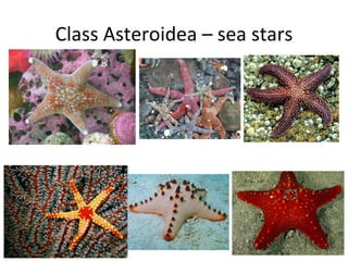 Echinoderm powerpoint | PPT