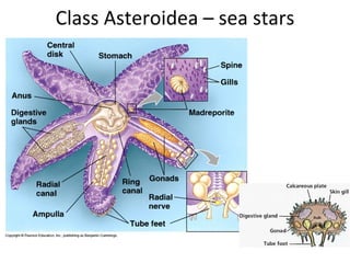 Echinoderm powerpoint | PPT
