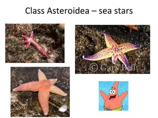 Echinoderm powerpoint | PPT