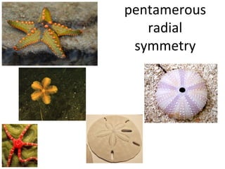 Echinoderm powerpoint | PPT