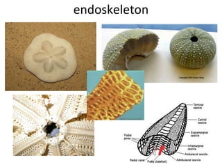 Echinoderm powerpoint | PPT