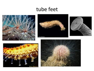 Echinoderm powerpoint | PPT