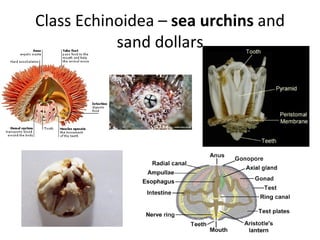 Echinoderm powerpoint | PPT