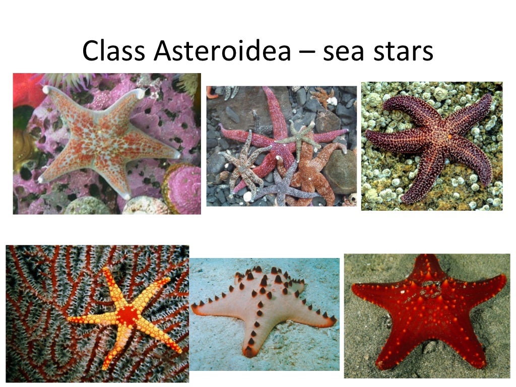 Echinoderm powerpoint