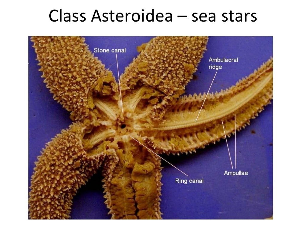 Echinoderms Examples