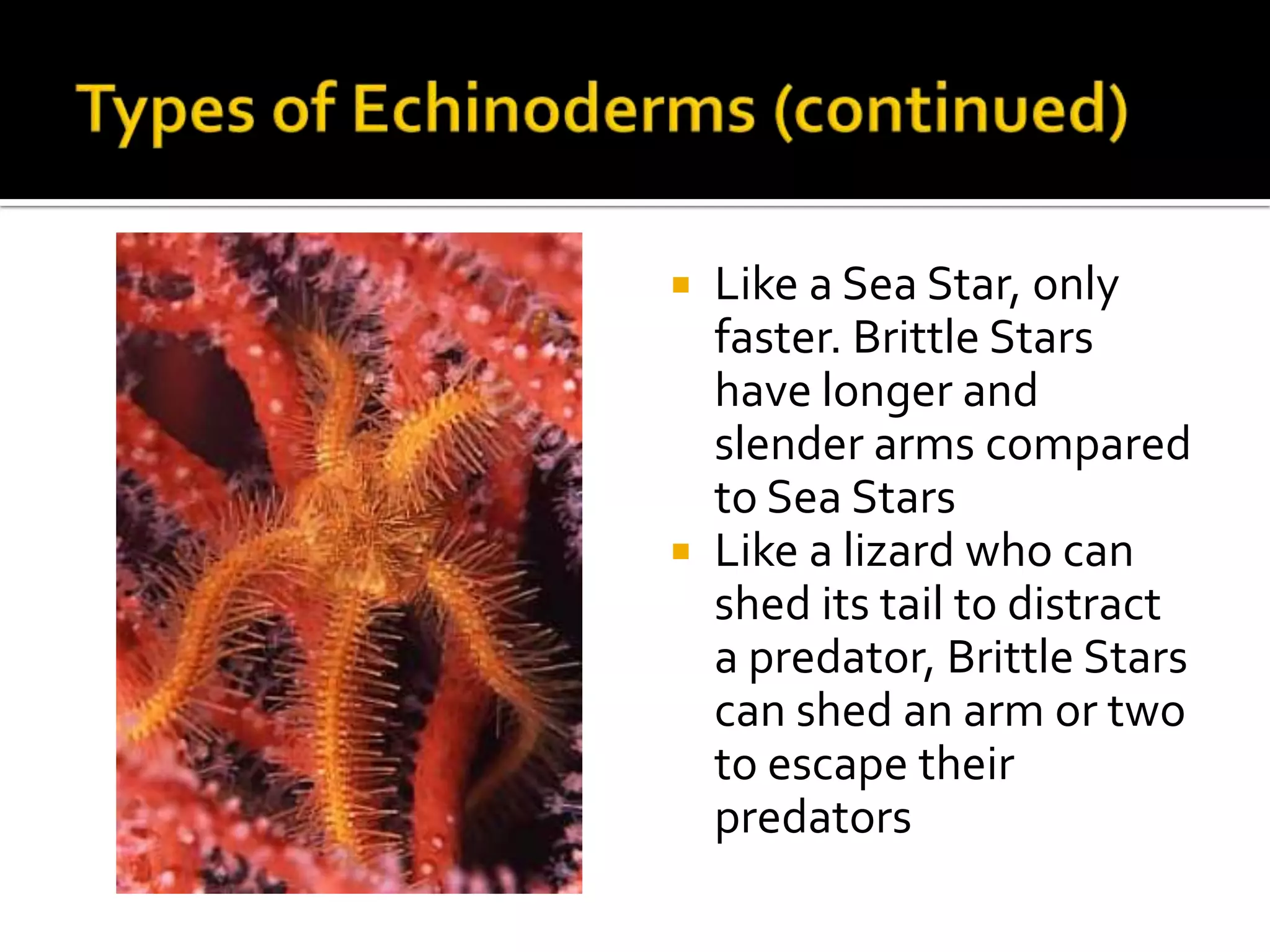 Echinoderms | PPTX