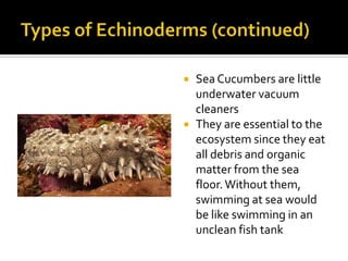 Echinoderms | PPTX
