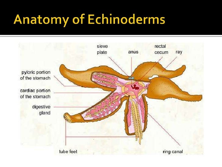 Echinoderms Characteristics