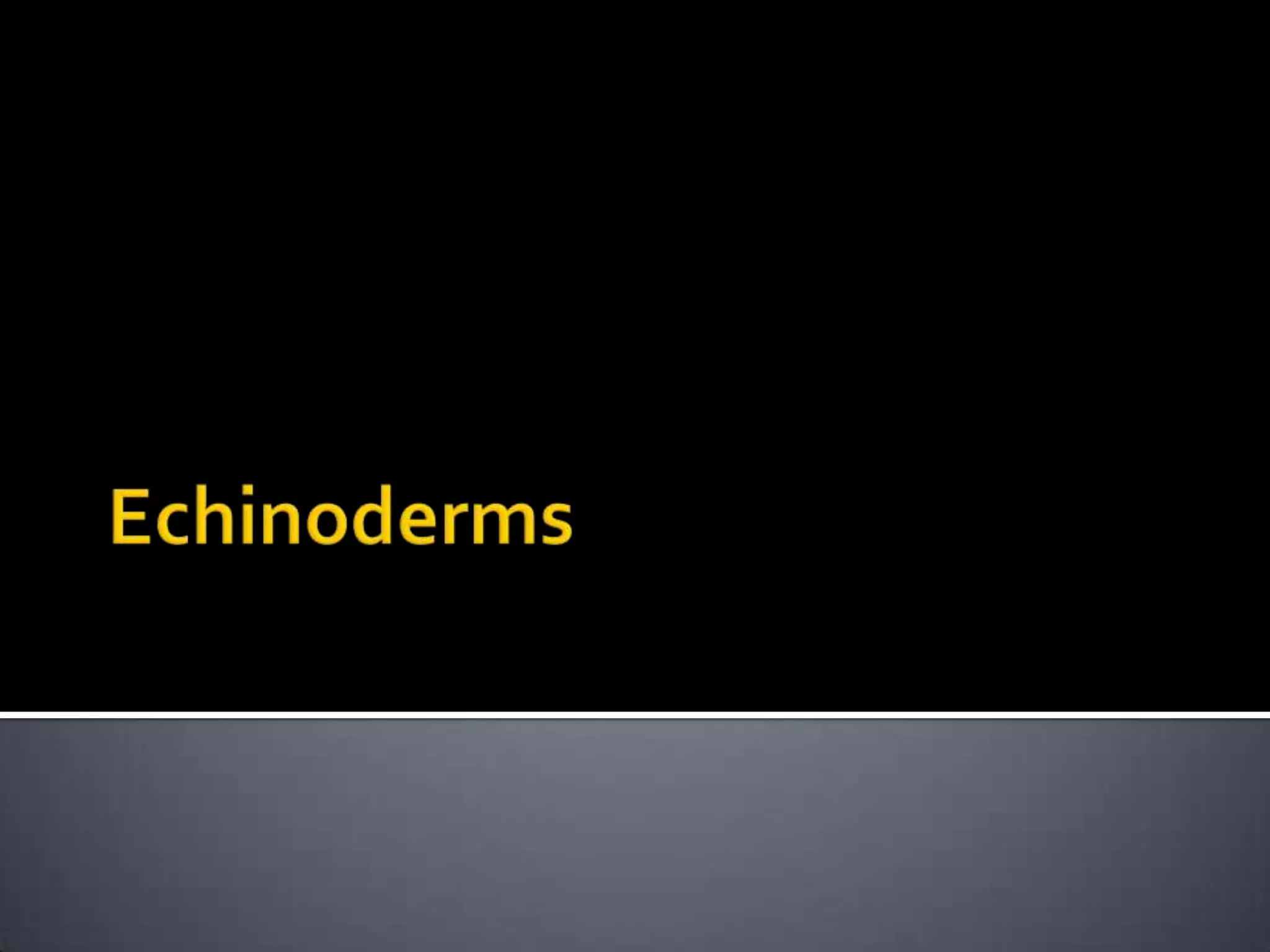 Echinoderms | PPT