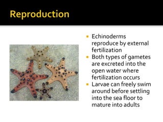 Echinoderms | PPT