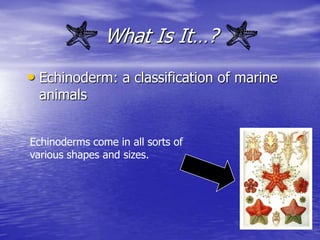 Echinoderms | PPT