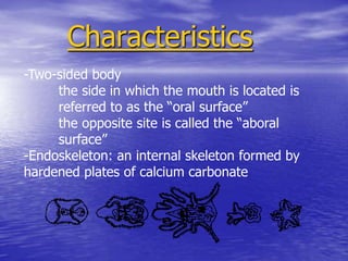 Echinoderms | PPT