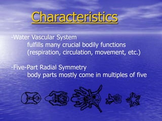 Echinoderms | PPT
