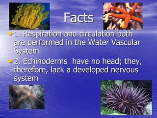 Echinoderms | PPT