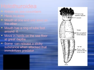 Echinoderms | PDF