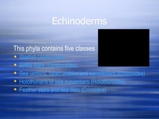 Echinoderms | PDF
