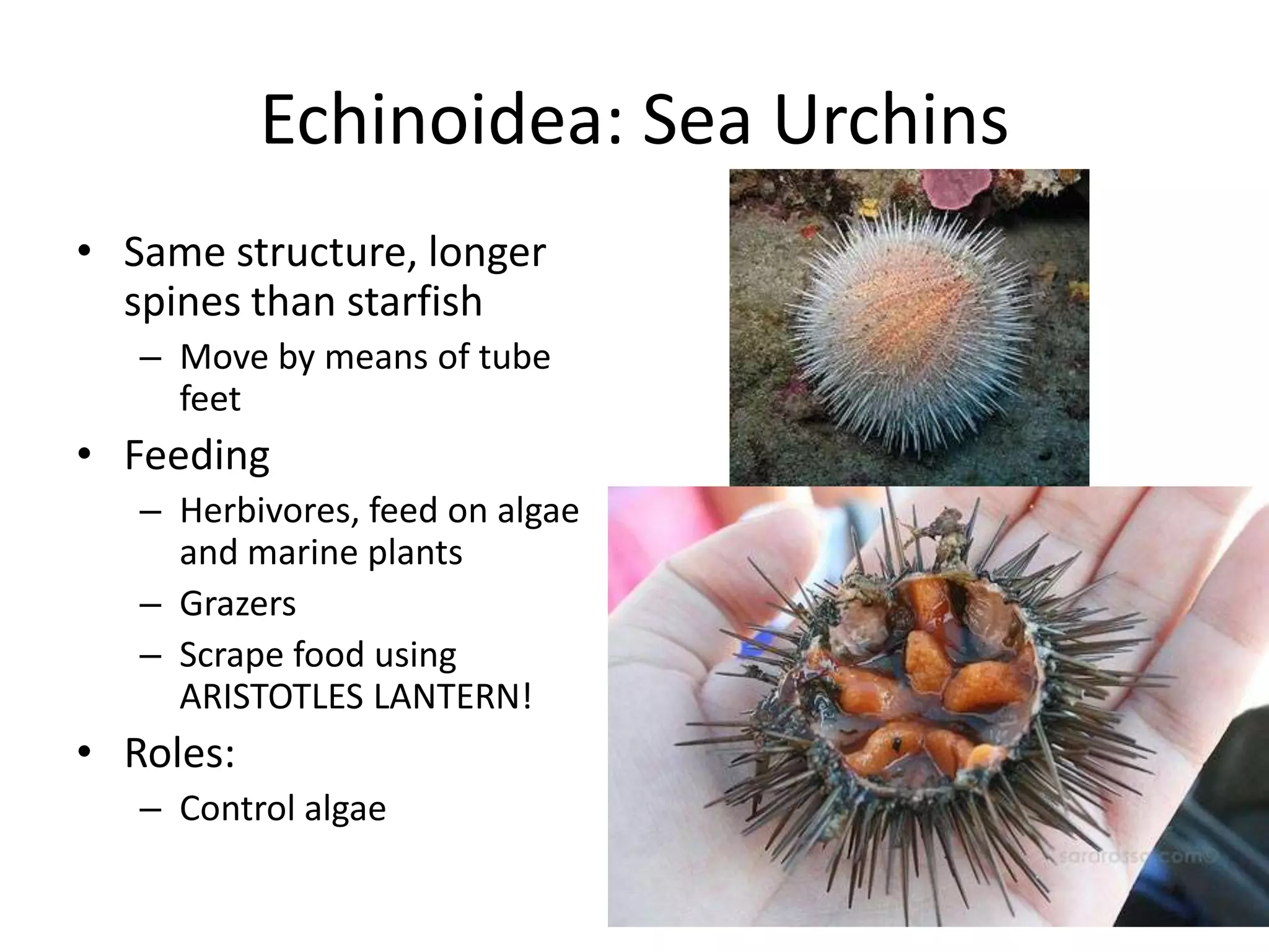 Echinoderms | PPT