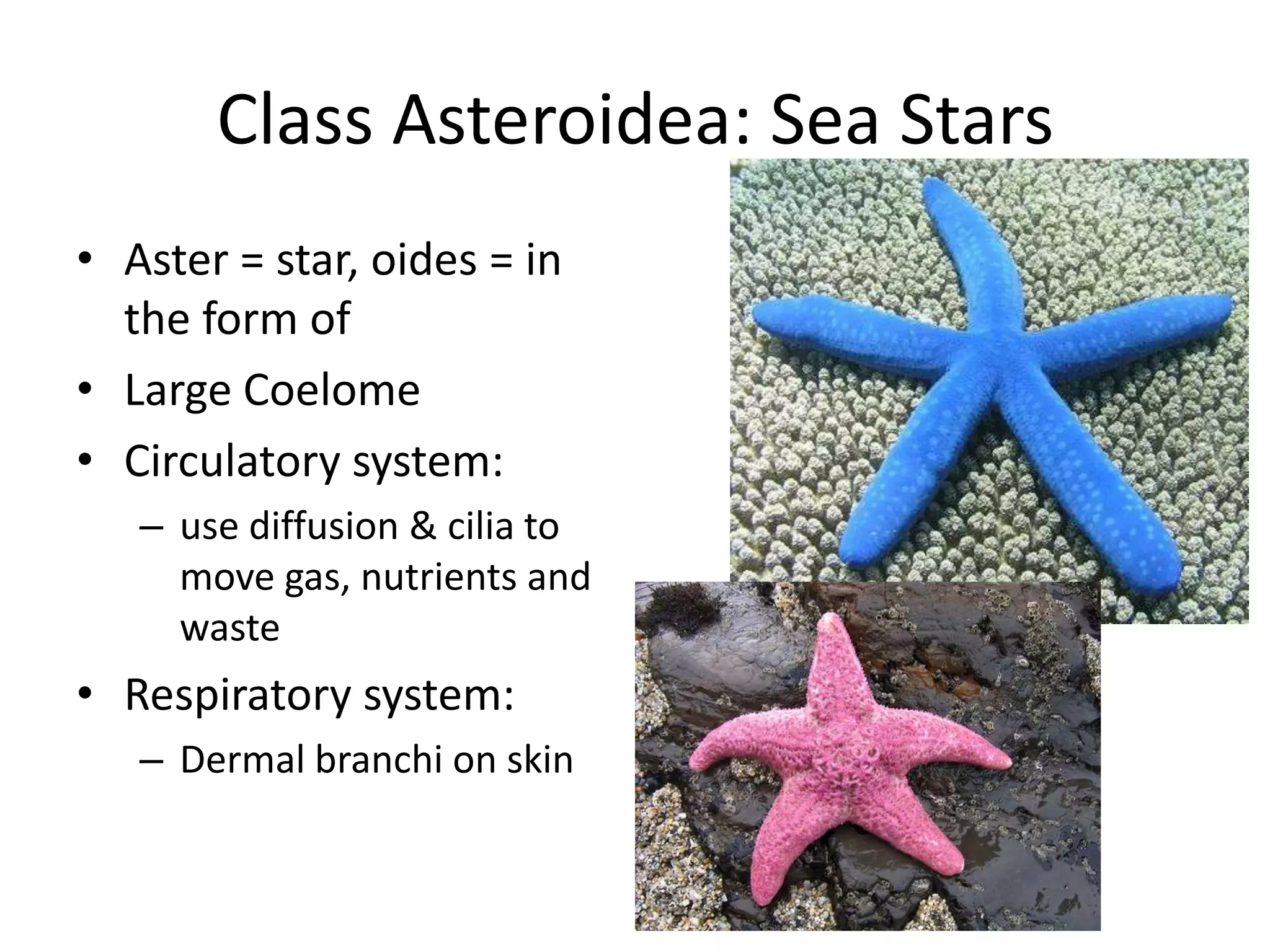 Echinoderms | PPT