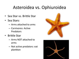 Echinoderms | PPT