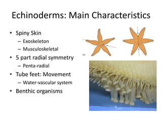 Echinoderms | PPT