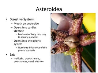 Echinoderms | PPT