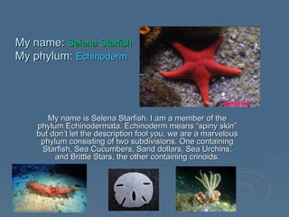 Echinoderms | PPT