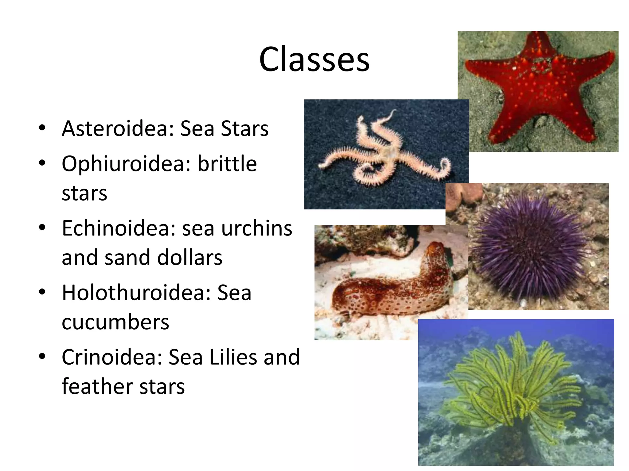 Echinoderms | PPTX