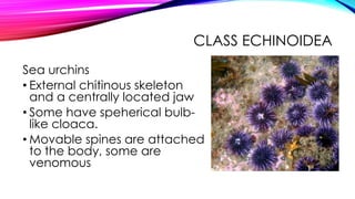 Echinoderms | PPTX