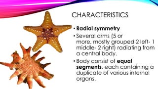 Echinoderms | PPTX