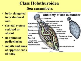 Echinoderms | PPT