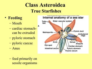 Echinoderms | PPT