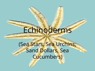 materi bahan kuliah kelas Echinoderms.ppt