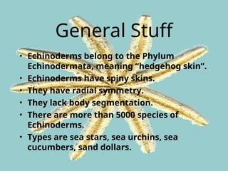 materi bahan kuliah kelas Echinoderms.ppt