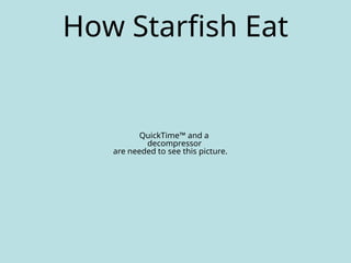 materi bahan kuliah kelas Echinoderms.ppt