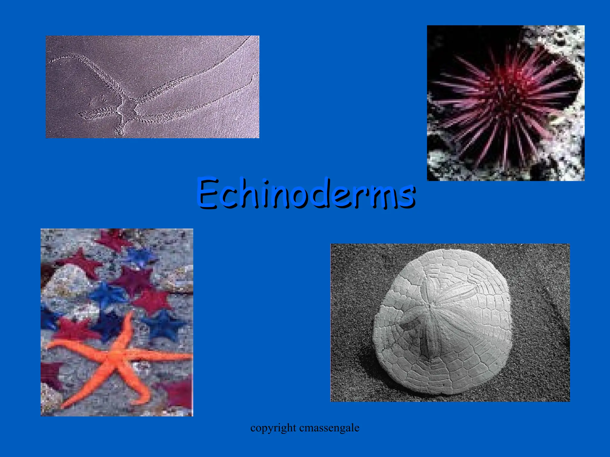Echinoderms.ppt Evolutionary perspective of echinoderms it's importance ...
