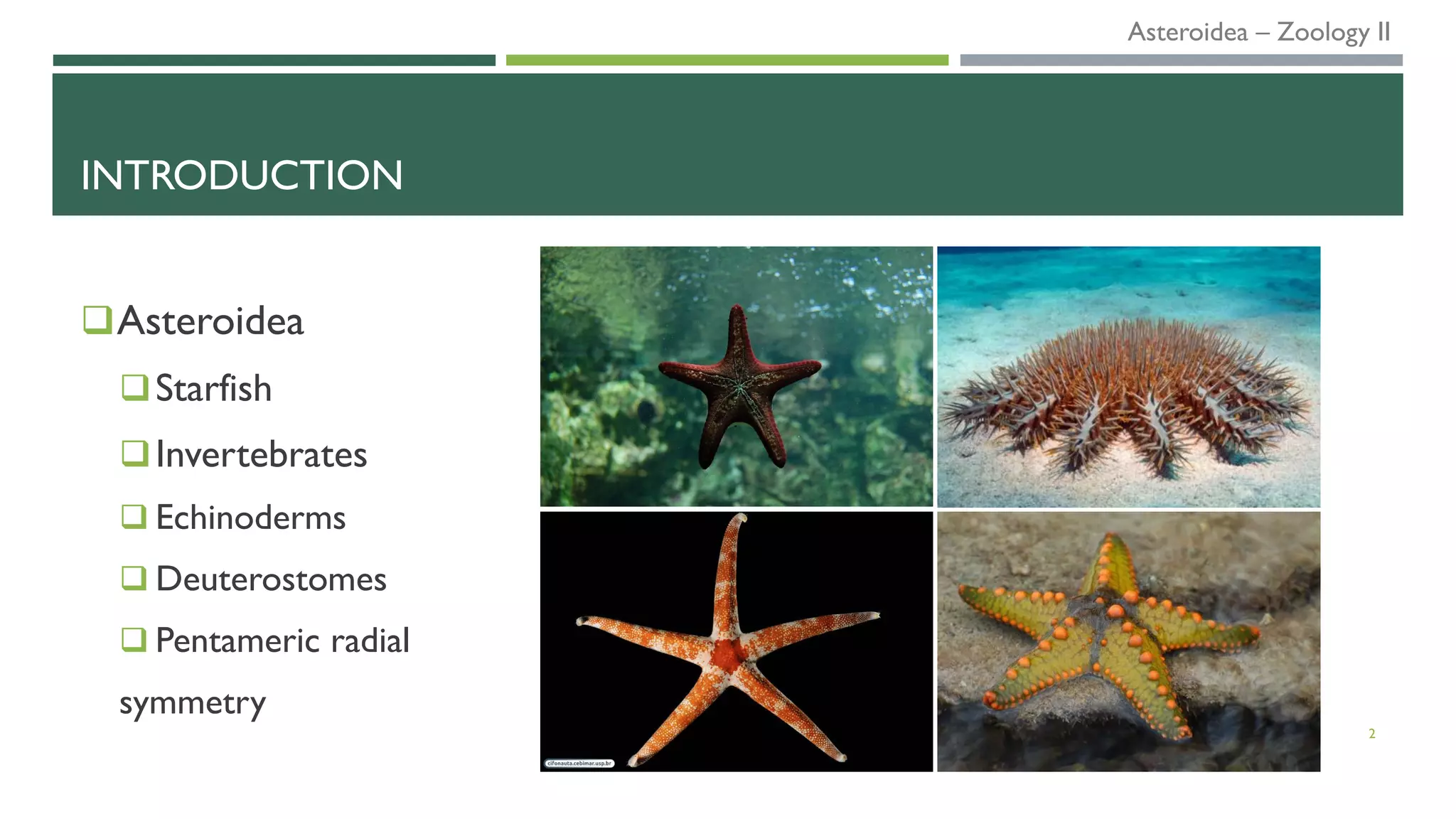 Echinoderms - Asteroidea: phylogeny, anatomy, physiology and ecology | PDF