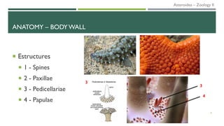 Echinoderms - Asteroidea: phylogeny, anatomy, physiology and ecology | PDF