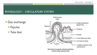 Echinoderms - Asteroidea: phylogeny, anatomy, physiology and ecology | PDF