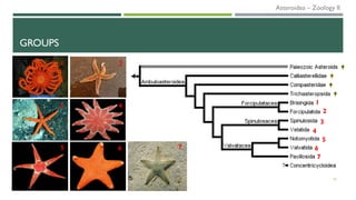 Echinoderms - Asteroidea: phylogeny, anatomy, physiology and ecology | PDF