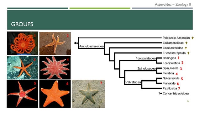 Echinoderms - Asteroidea: phylogeny, anatomy, physiology and ecology | PDF