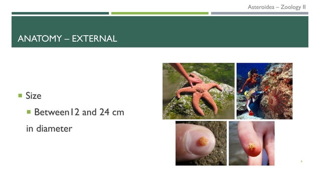 Echinoderms - Asteroidea: phylogeny, anatomy, physiology and ecology | PDF