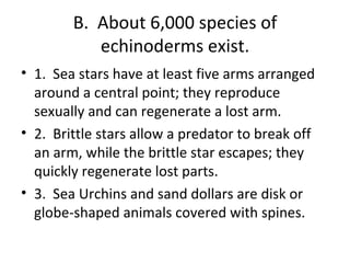Echinoderms | PPT