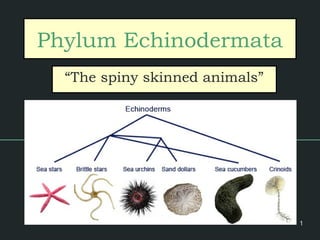 Echinoderms_and_Invertebrate_Chordates_29_.ppt.pptx