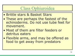 Echinoderms_and_Invertebrate_Chordates_29_.ppt.pptx