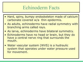 Echinoderms_and_Invertebrate_Chordates_29_.ppt.pptx