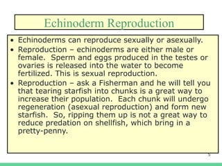 Echinoderms_and_Invertebrate_Chordates_29_.ppt.pptx