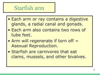 Echinoderms_and_Invertebrate_Chordates_29_.ppt.pptx